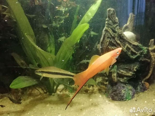 Меченосец самец