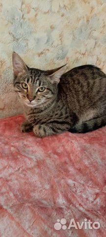 Котик в добрые руки
