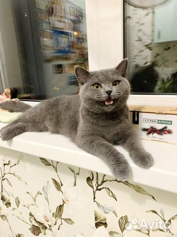 Британские коты вязка