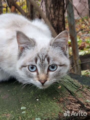 Кошечка колор-поинт ищет дом