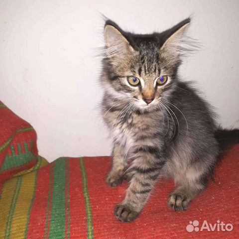 Котенок в добрые руки