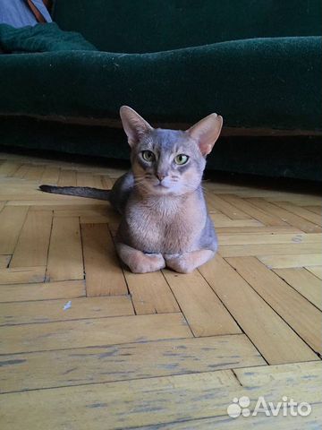 Продам котика породы абиссинец