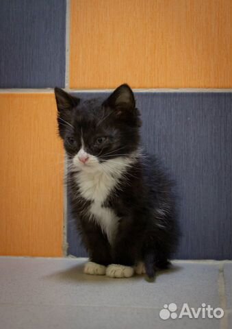 Котенок Сальвадор ищет дом