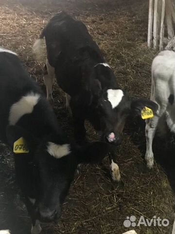 Телята бычки