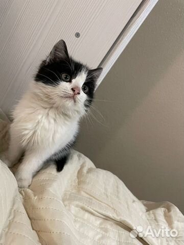 Котенок