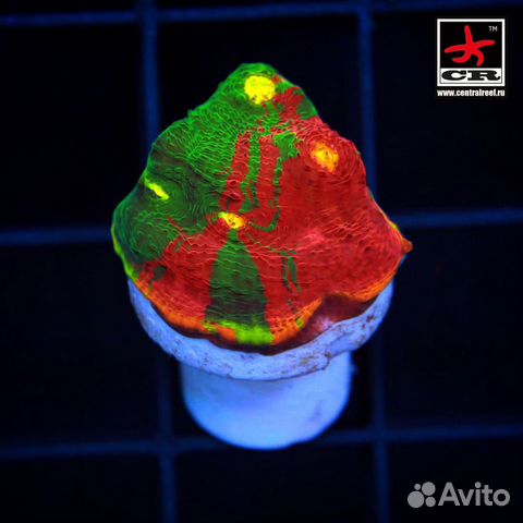 Chalice coral Чалис коралл лпс жесткий