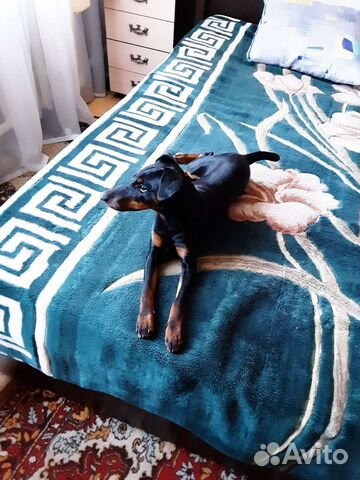 Собаки бесплатно