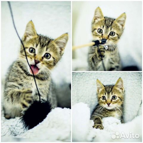 Котята, котёнок малыш в добрые руки
