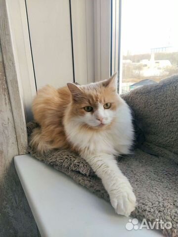 Котик Махно нежнейшего окраса в добрые руки