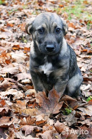 Щенок мальчик Оскар 3 мес
