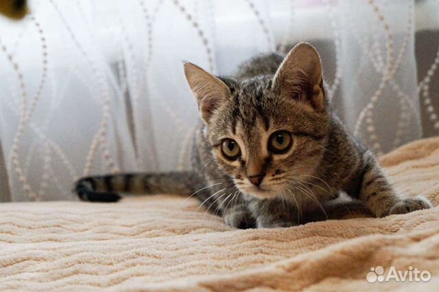 Котенок Варя в добрые руки