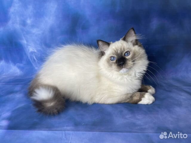 Мальчик Рэгдолл Seal mitted в домашние любимцы