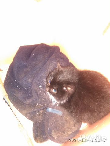 Котенок погибает в садоводстве