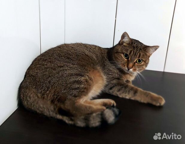 Нюша, 1 год, в дар