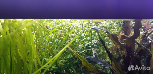 Куст бакопы монье