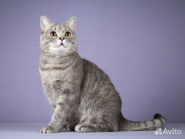 Кошки в добрые руки бесплатно