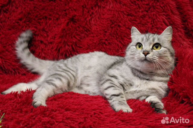 Кошечка Шарлотта