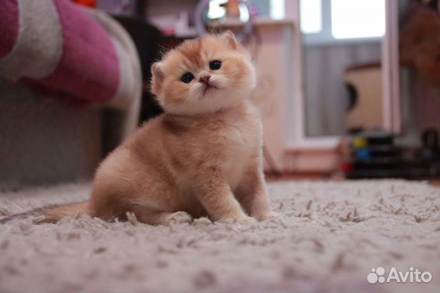 Британский золотистый котик