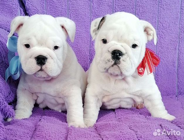 Великолепные щенки, мальчик и девочка англичане