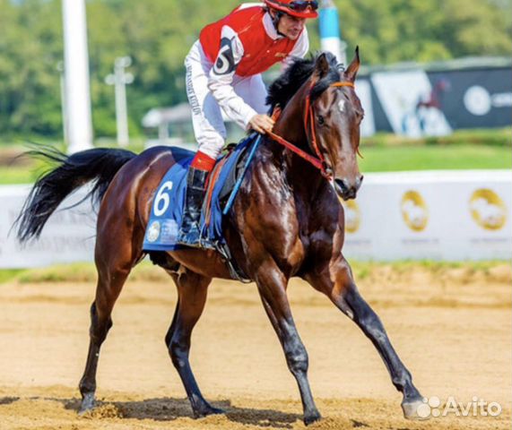 Арабский жеребец