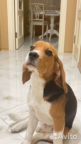 Щенки бигль москва