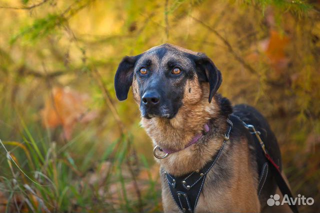 Собака Марго в добрые руки