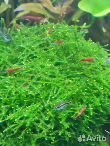 Рыбки гуппи,неокардины