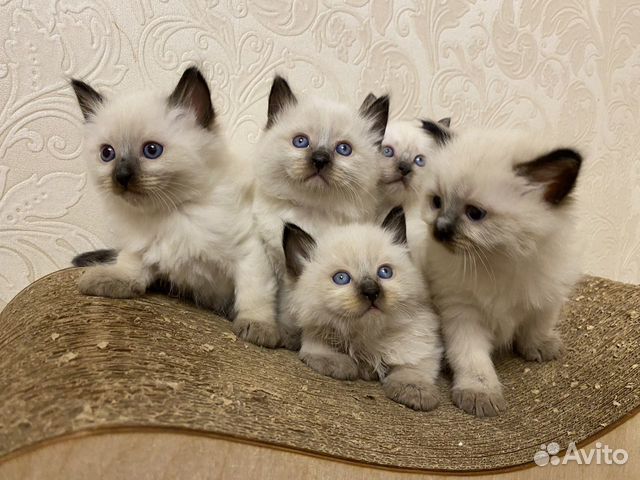Сиамские (тайские) котята