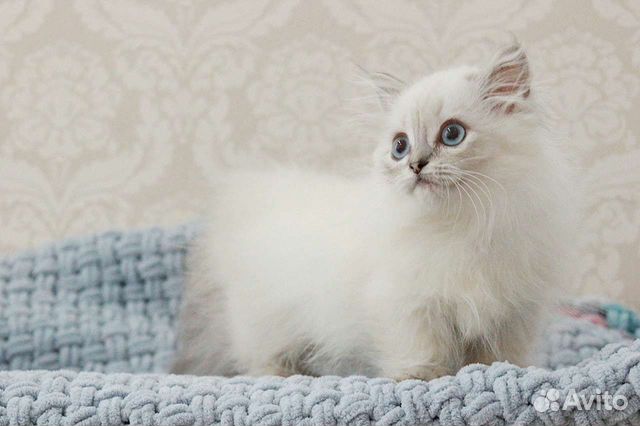 Котята манчкин