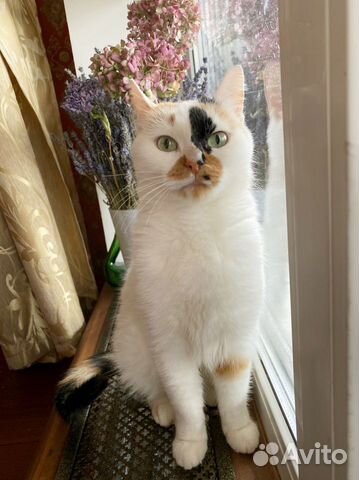 Трехцветная кошка мега ласкуша ищет дом