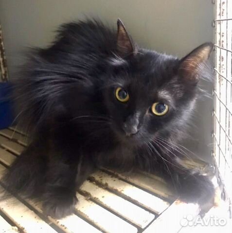 Кошечка Кармен в Ответственные Добрые руки)