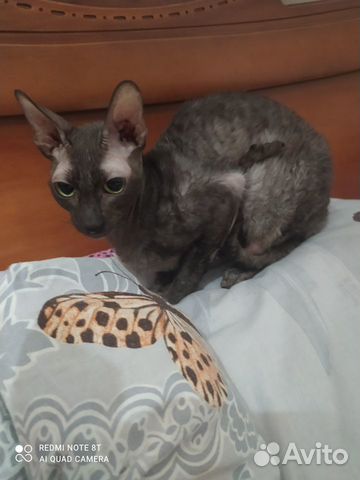 Кошка взрослая корниш рекс