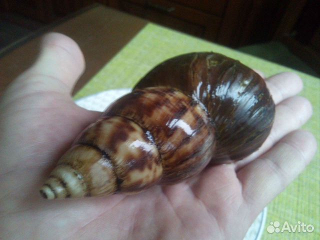 Улитки ахатины