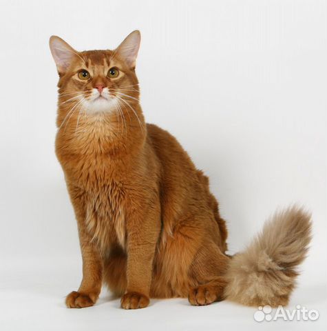 Котик сомали приглашает на вязку