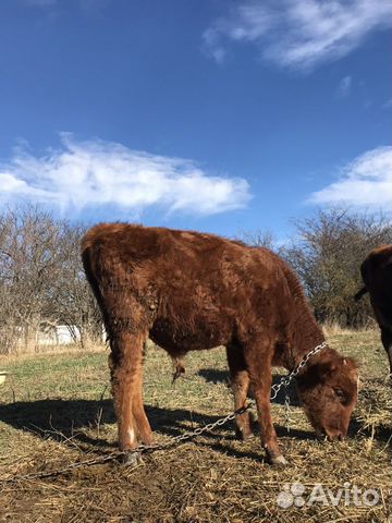 Теленок бычек 5,5 месяца