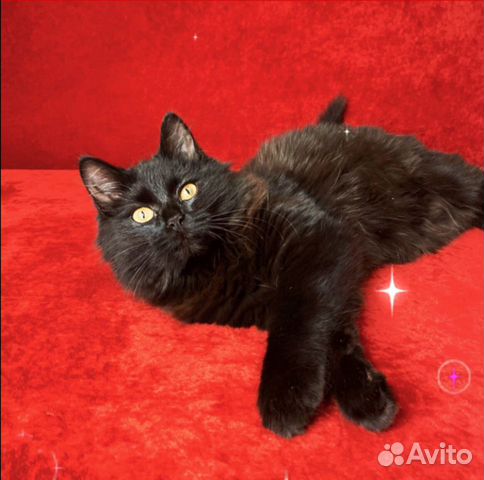 Черный котенок в добрые руки