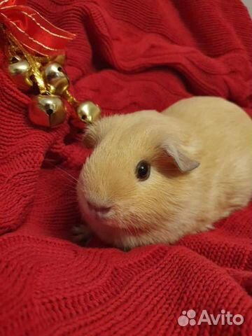 Морская свинка английский селф беж
