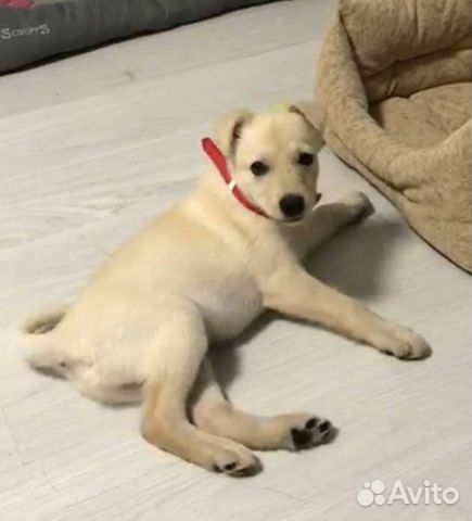 Щенок мальчик 2 с половиной месяца