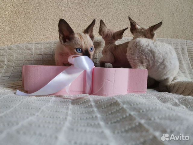 Гипоаллергенные котята Девон Рекс