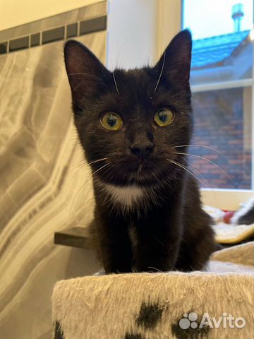 Котенок ищет дом