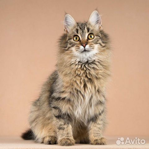 Котенок Синди в добрые руки