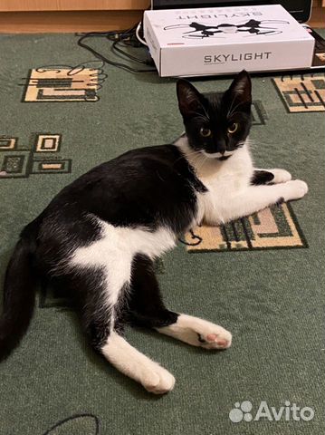 Кошка