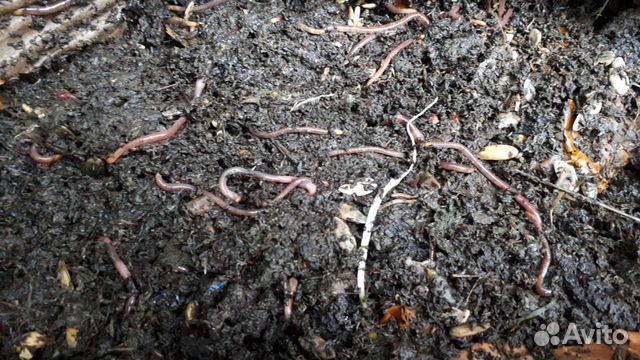 Червь Старатель