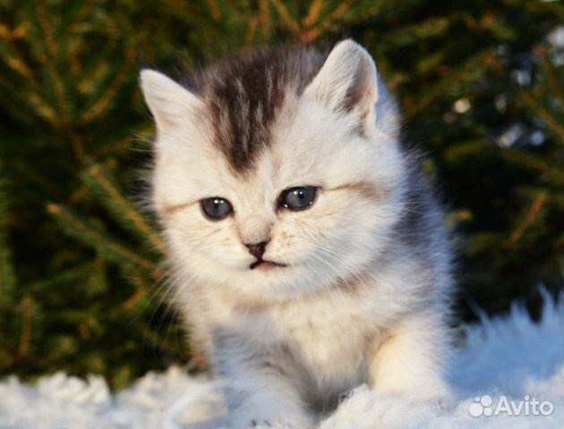 Серенький волчок