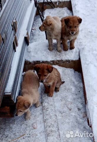 Щенки замерзают на улице. Пожалуйста помогите им