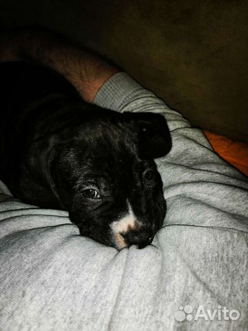 Щенки коне корсо