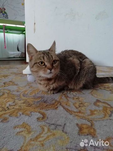 Кошка