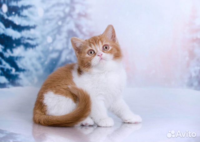 Британский котёнок - солнечный мальчик Лотос