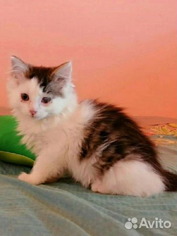 Девочка красотка