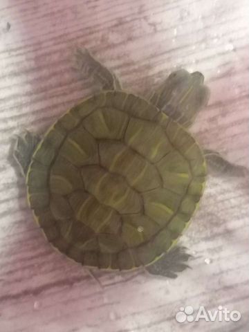 Красноухие черепахи